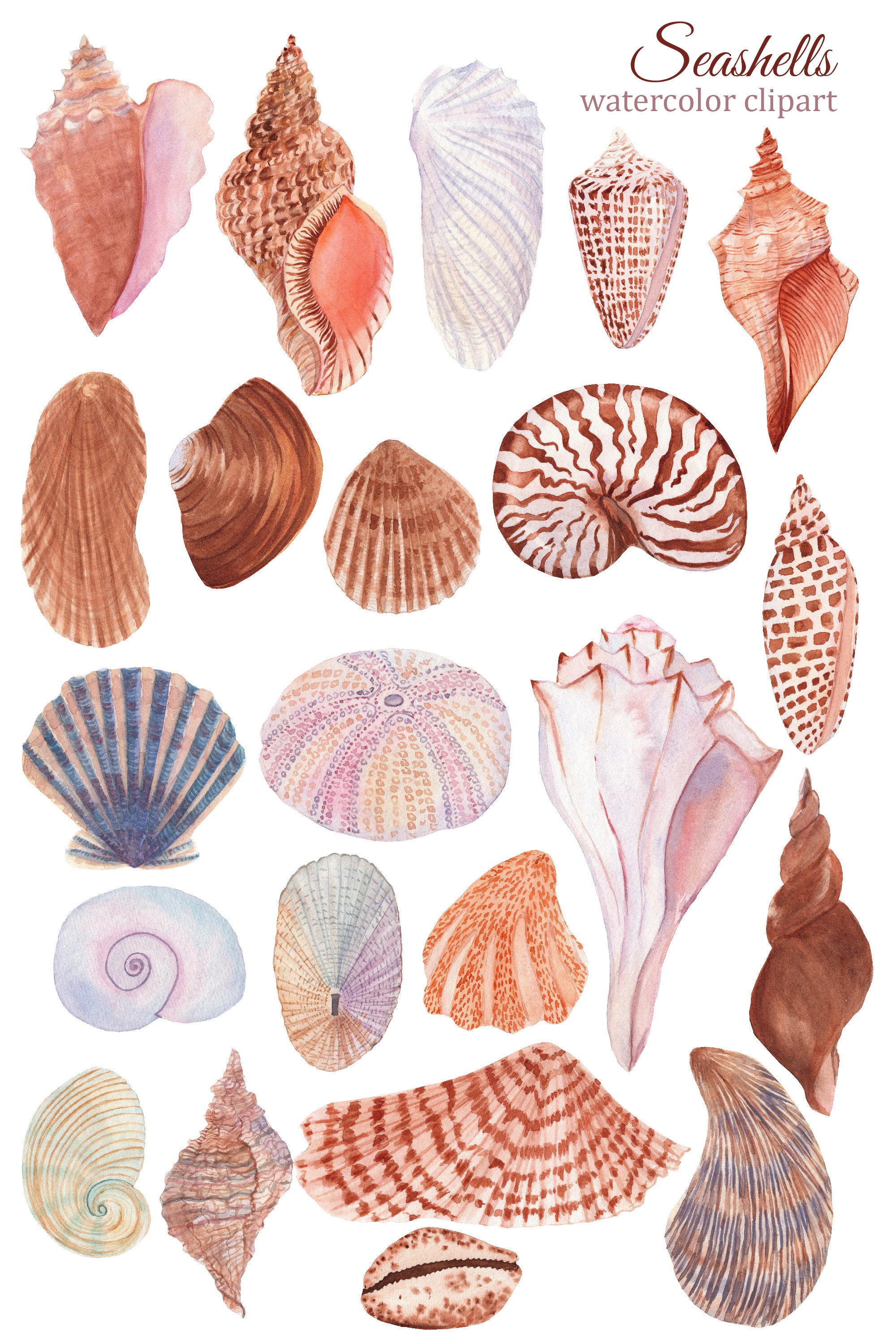 Seashell Watercolor Clipart Summer Travel PNG Ocean Beach - Etsy