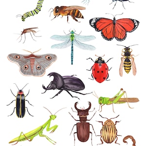 Insects Watercolor Clipart, Minibeast Clipart, Summer Clipart, Beetle ...