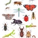 Insects Watercolor Clipart, Minibeast Clipart, Summer Clipart, Beetle ...