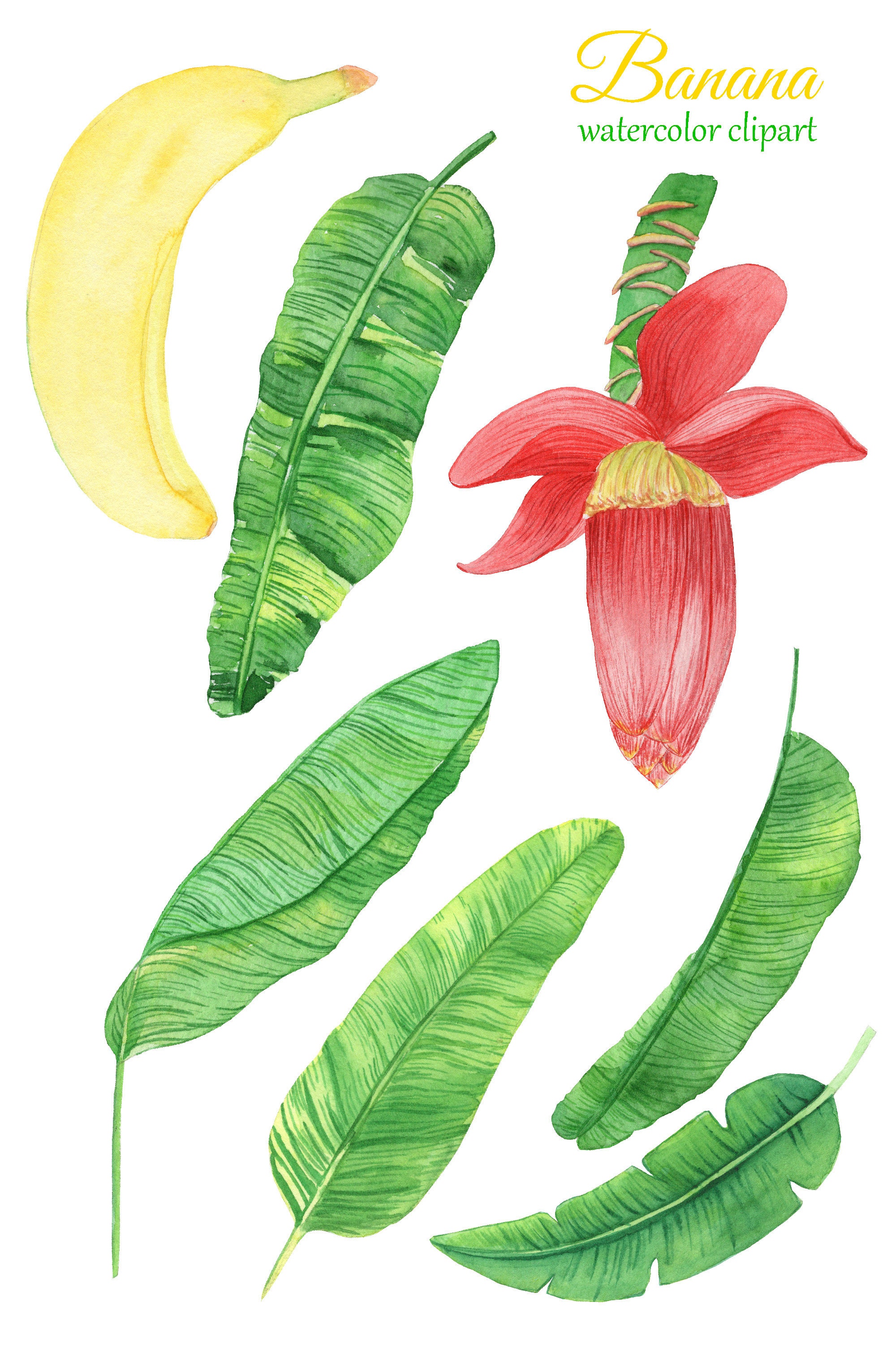 Watercolor Banana Clipart. Banana Flower PNG. Tropical Banana - Etsy