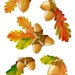 Fall Clipart. Watercolor Autumn Leaves, Fall Wreath, Oak Leaves and ...