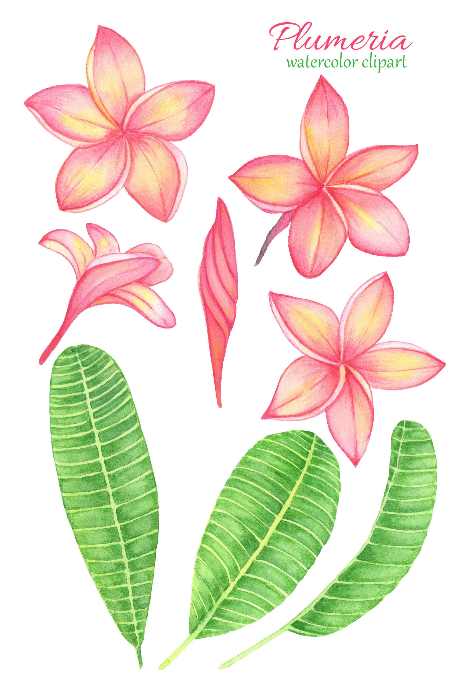 Tropical Flower Plumeria Frangipani. Watercolor Floral Clipart - Etsy