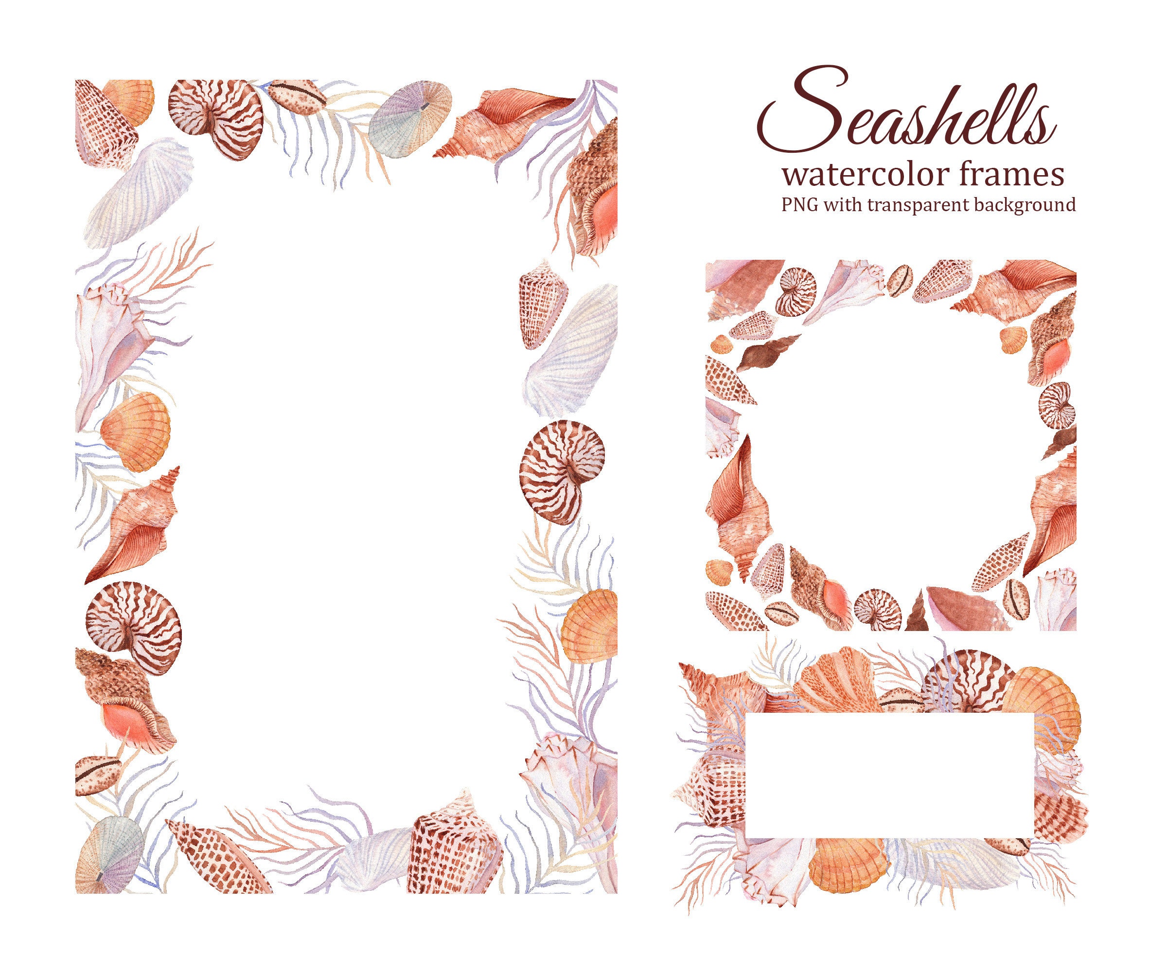 Seashell Watercolor Frames, Nautical Clipart, Beach Wedding PNG - Etsy