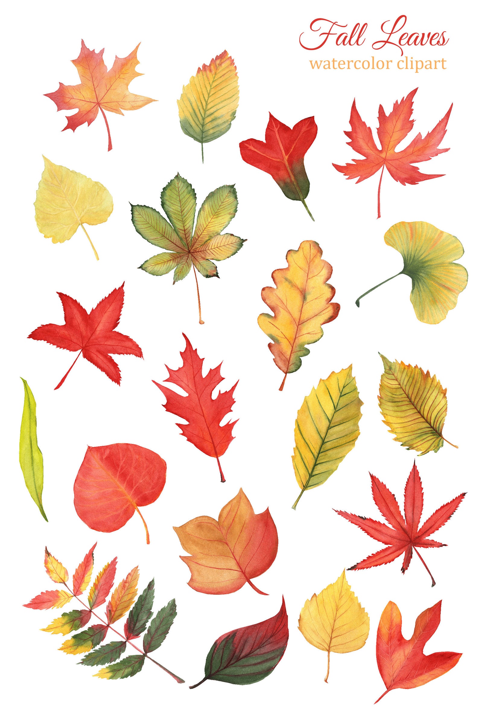 Autumn Leaves Watercolor Clipart Fall Leaf PNG Maple Oak - Etsy