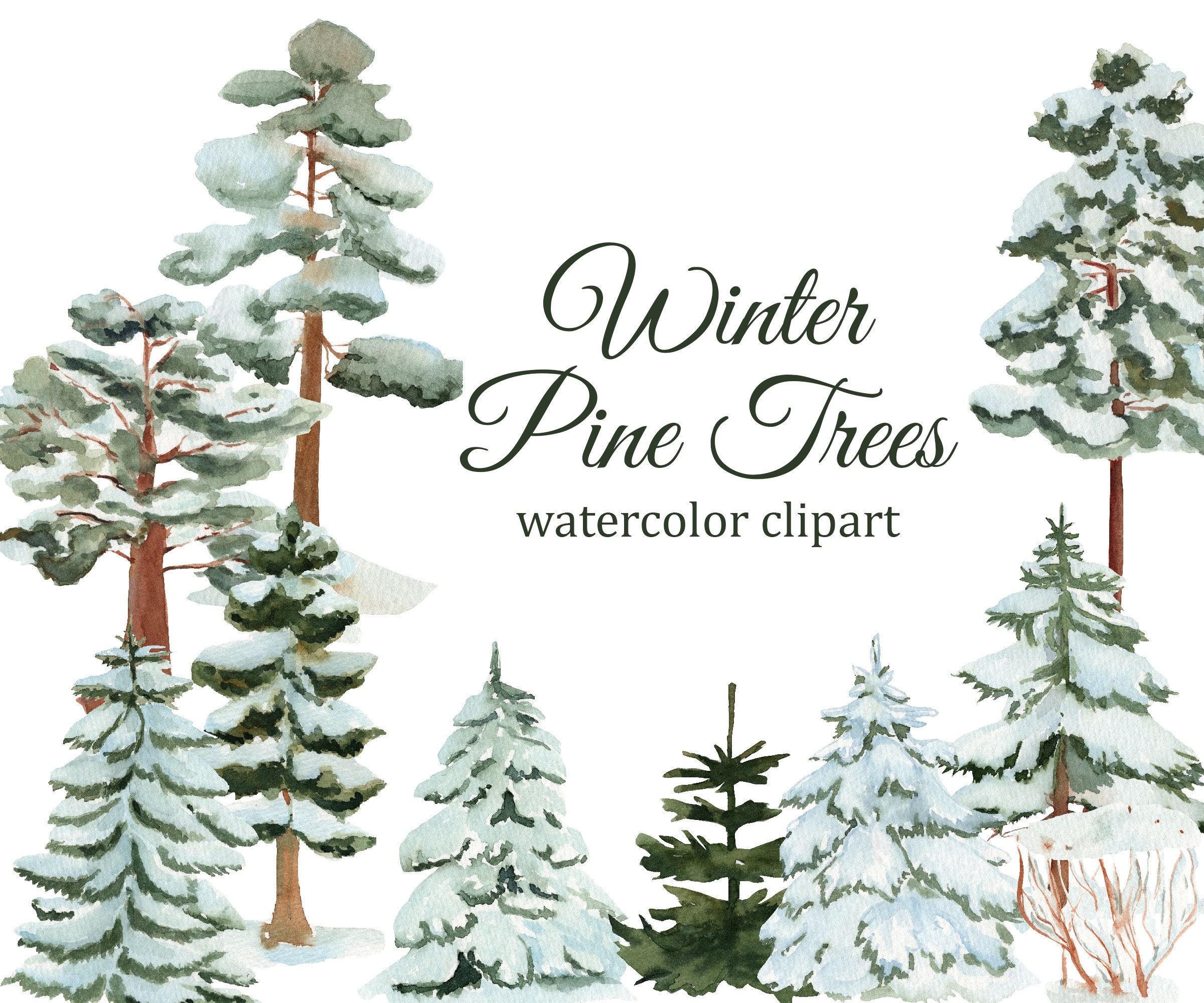 Winter Pine Trees Watercolor Clipart Spruce PNG Forest - Etsy