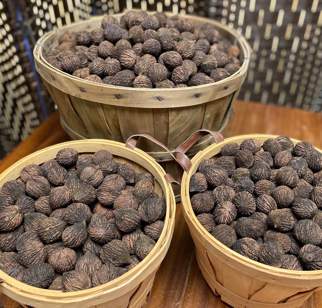Dry Black Walnuts