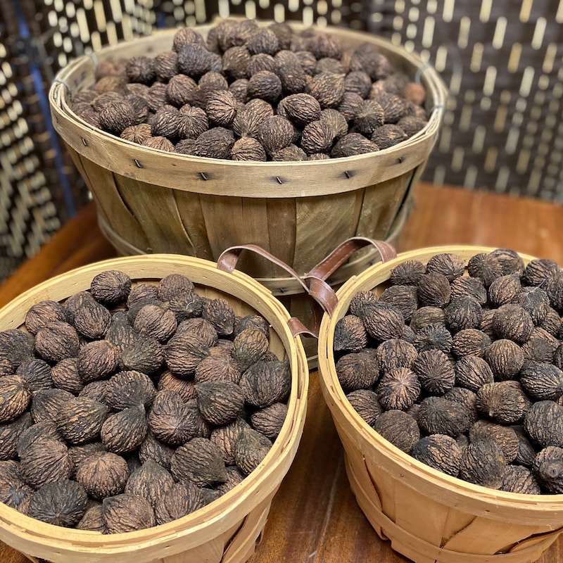 Art With Walnut Shells - Etsy