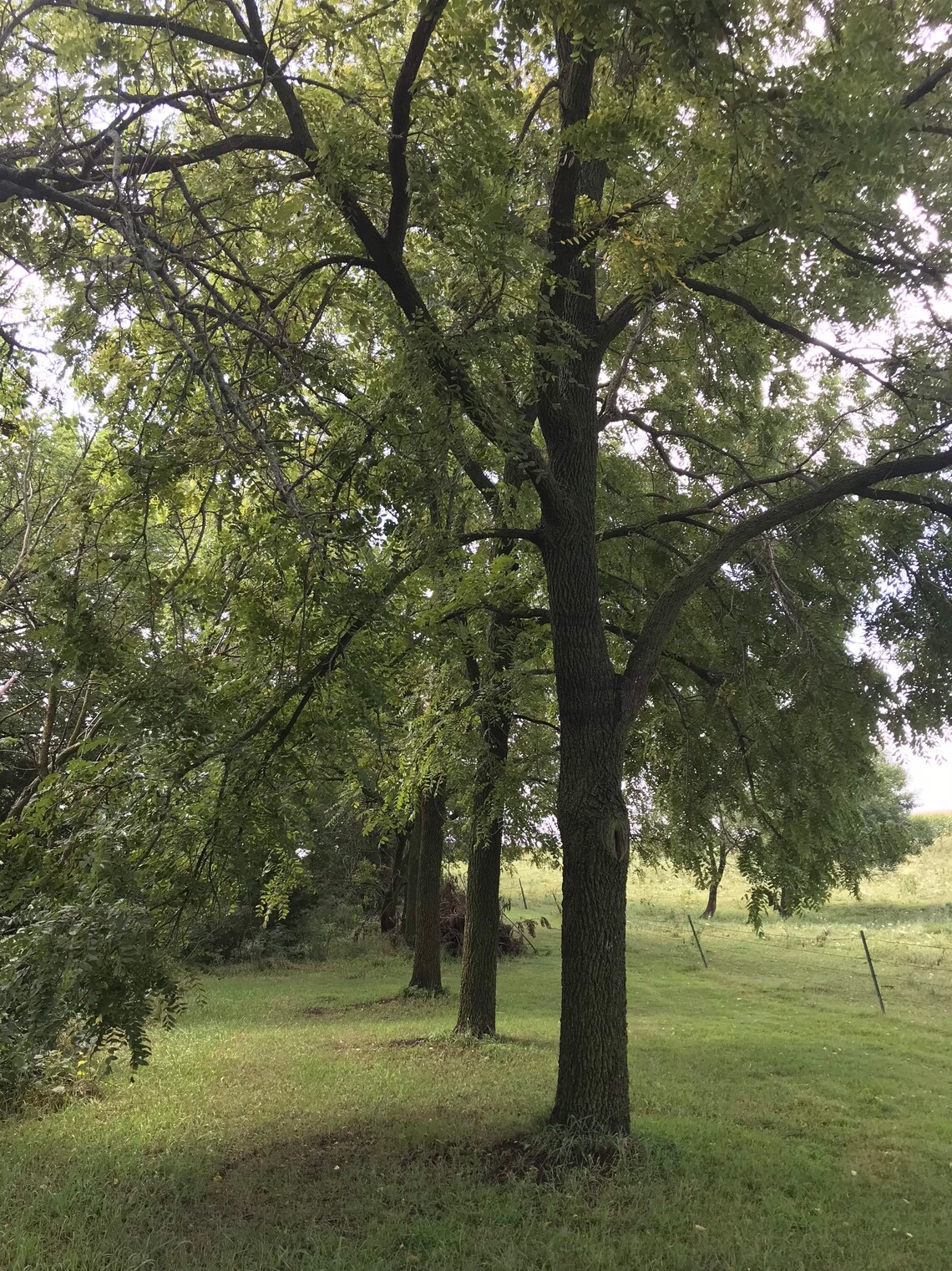 Black Walnut Shells Squirrel Cut-organic Crafts - Etsy