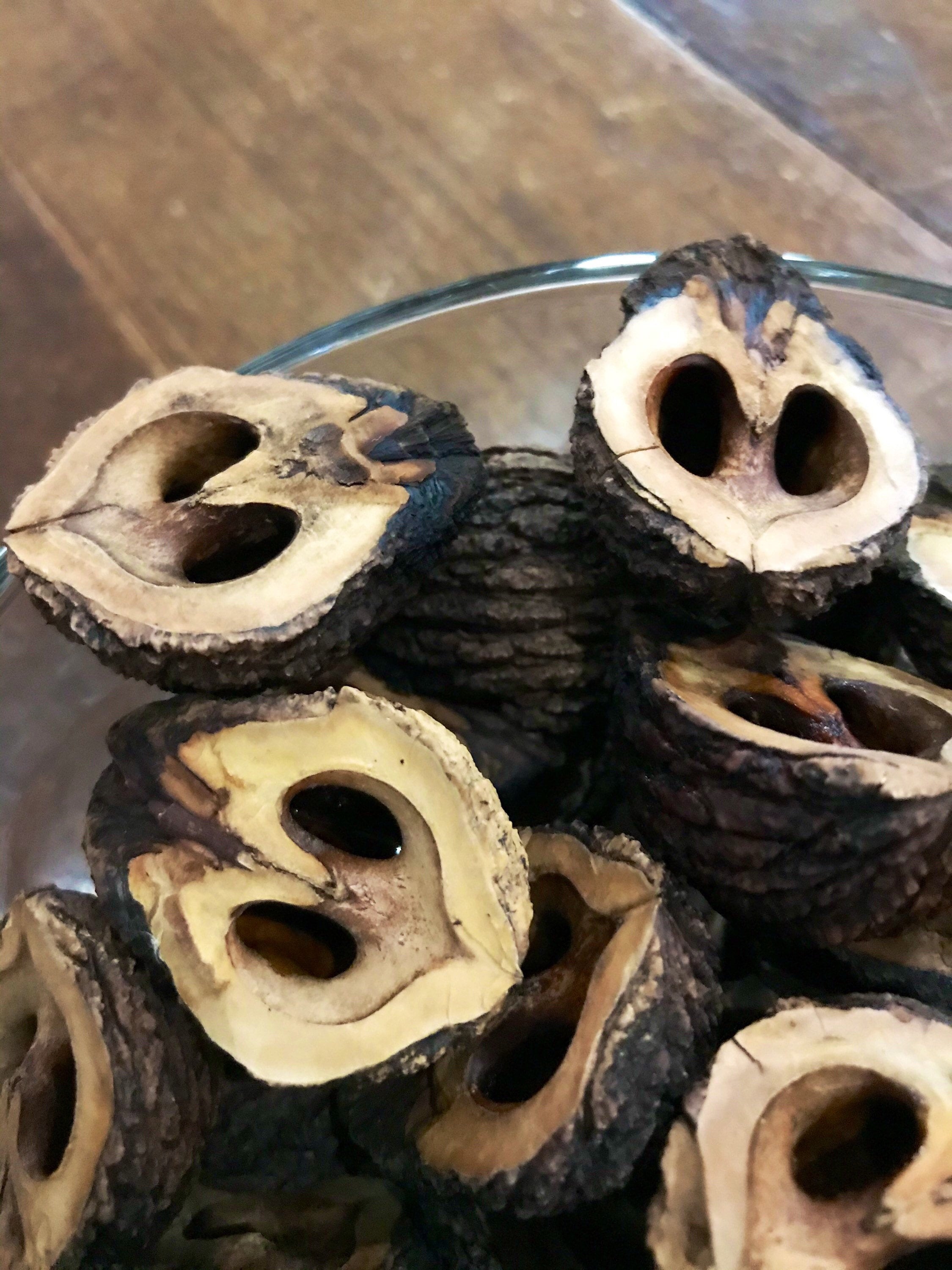 Black Walnut Shells Squirrel Cut-organic Crafts - Etsy