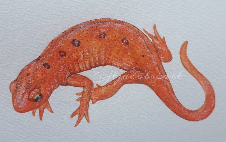 Salamanders Tread Softly Wander Red Eft Spotted Salamander - Etsy