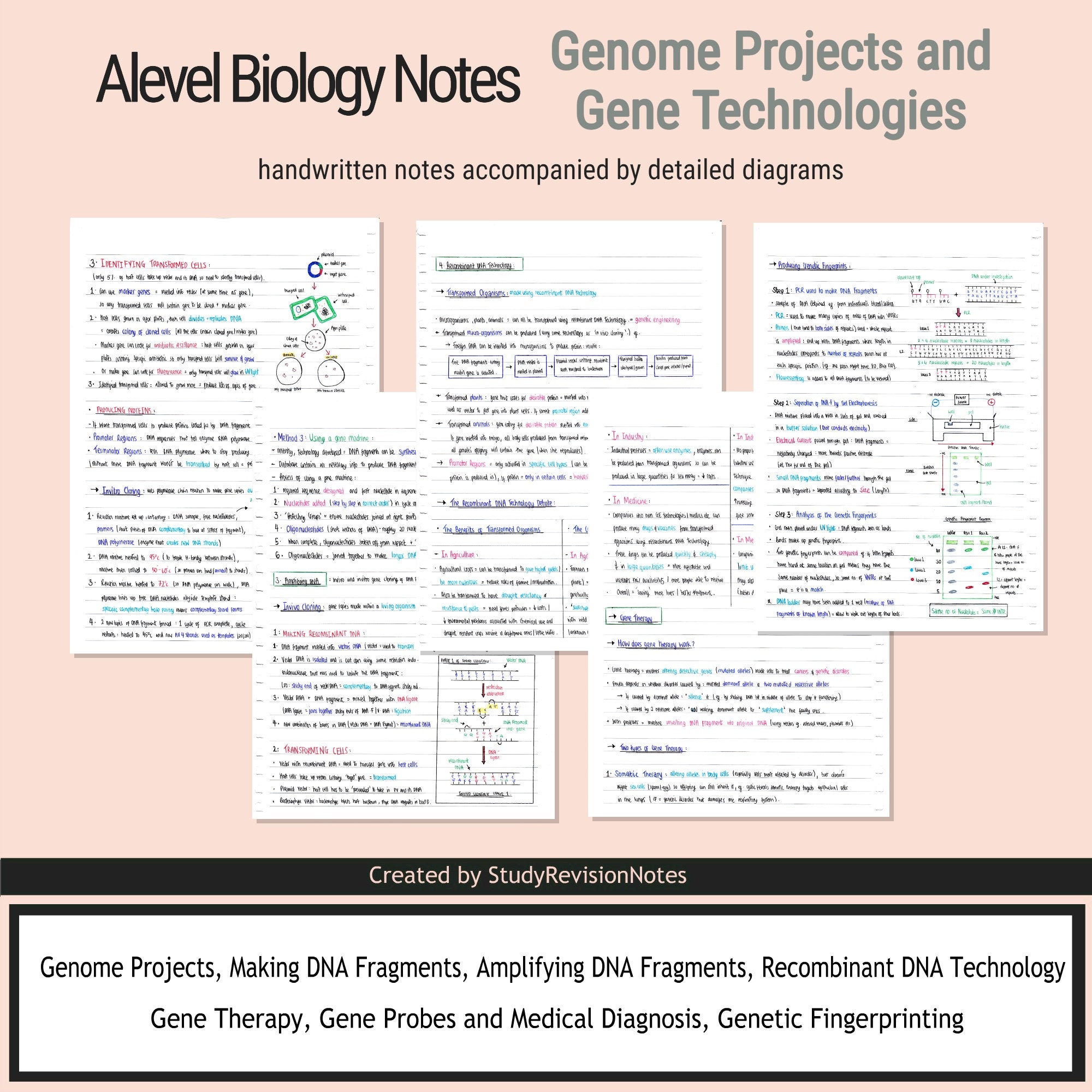 Biology Notes: AQA Topic 8B Gene Projects and Gene Technologies- A* ...