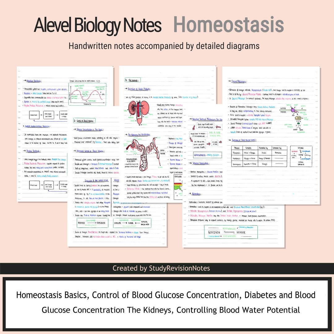 Biology Notes: Homeostasis - A* Student - Etsy