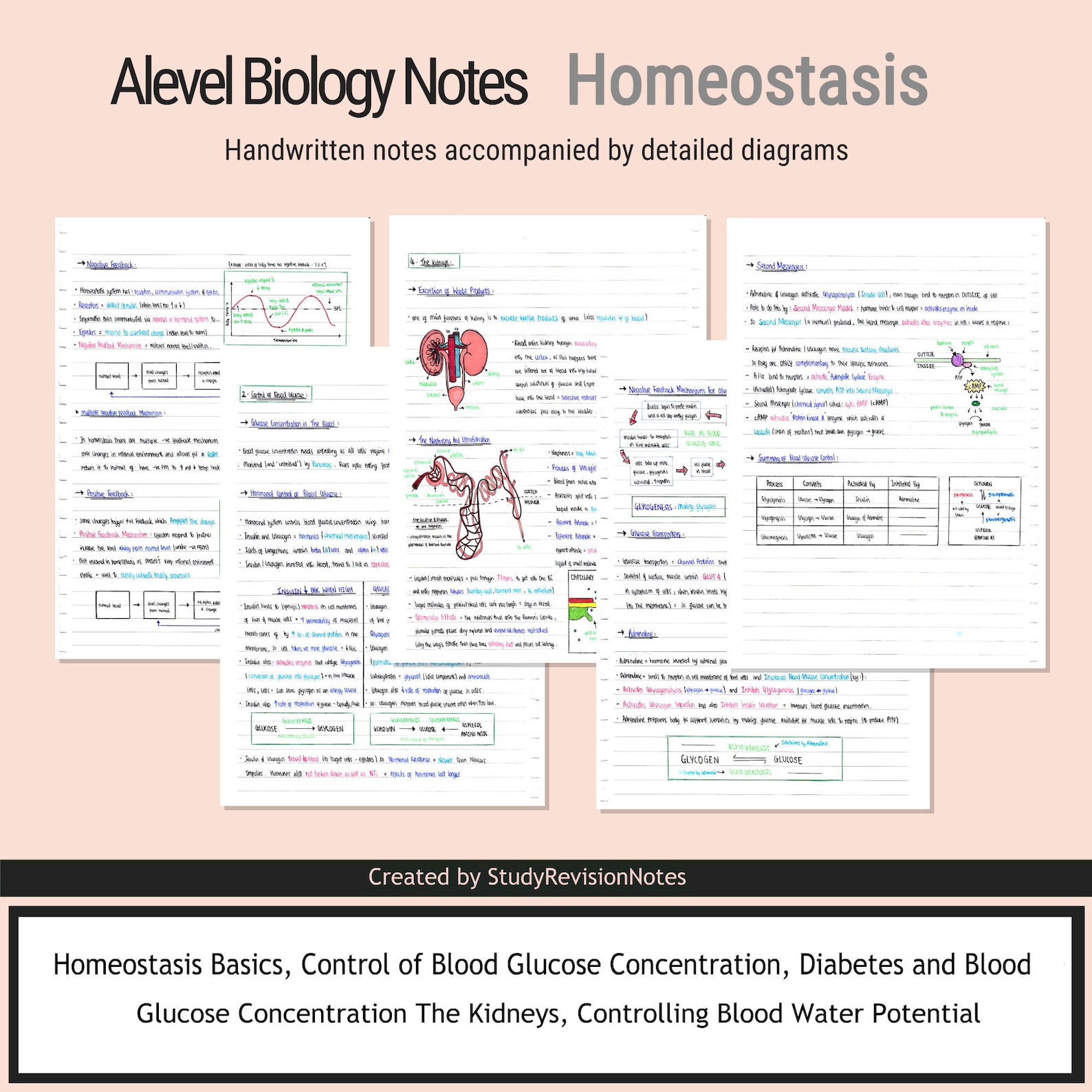 Biology Notes: Homeostasis - A* Student - Etsy UK