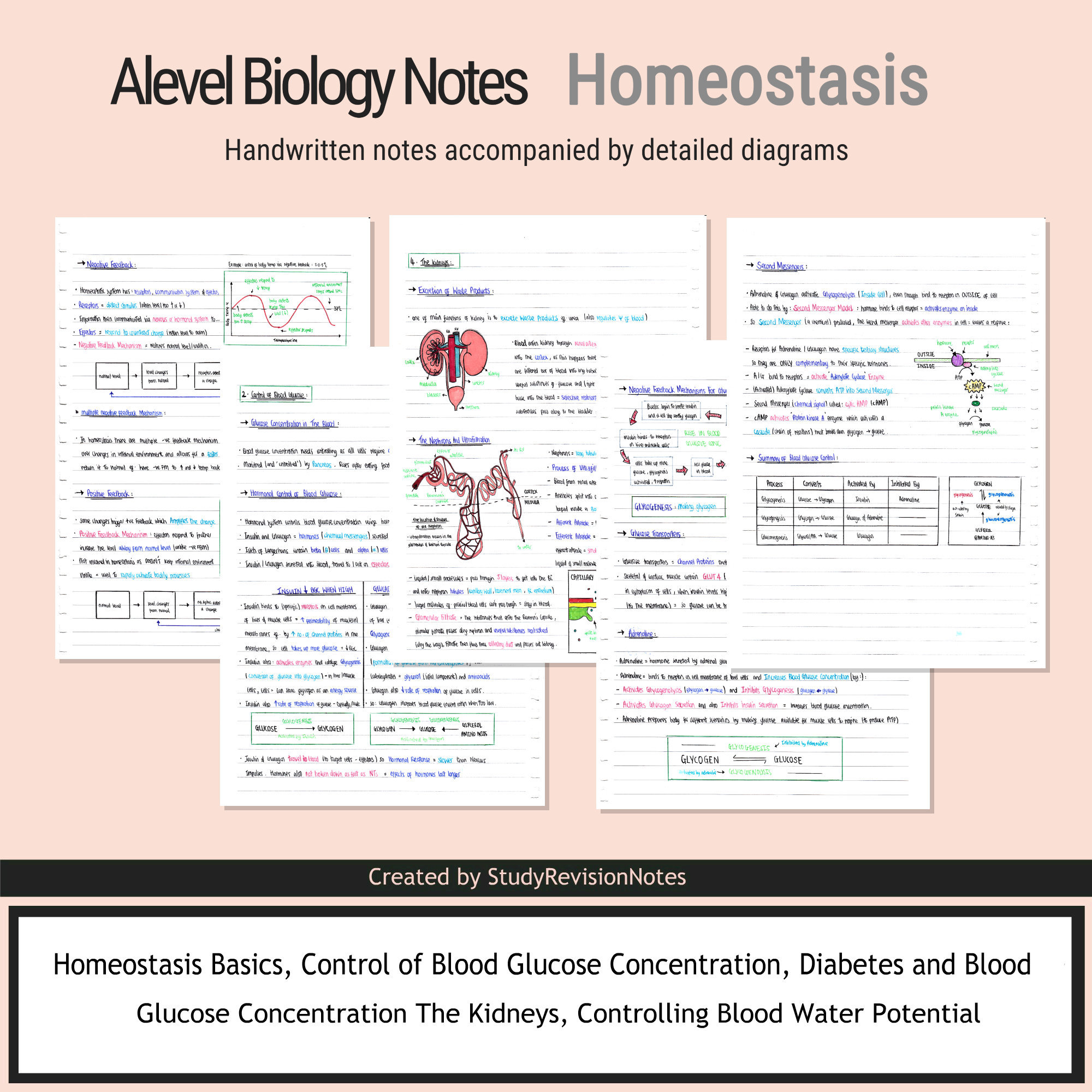 Biology Notes: Homeostasis A Student - Etsy