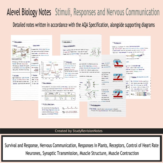 Alevel Biology Notes: Stimulus Response and Nervous | Etsy