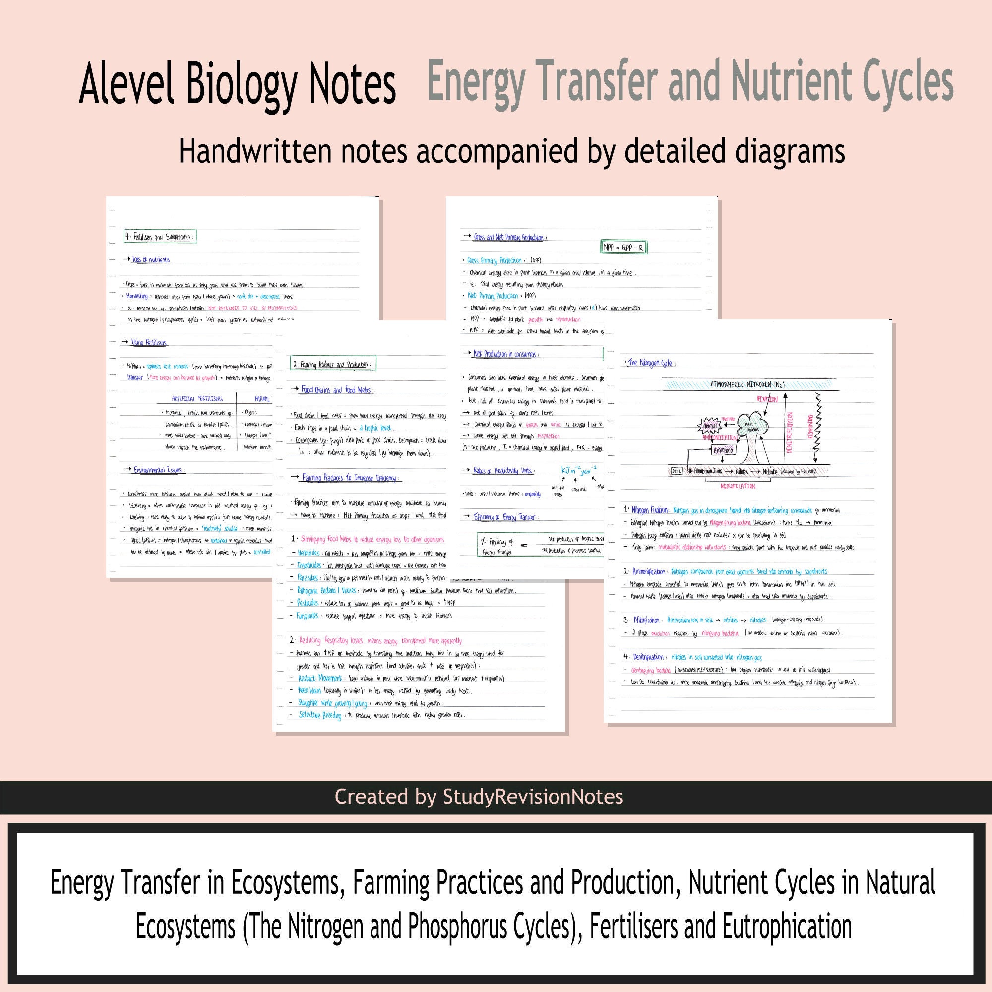 Biology Notes: Energy Transfer and Nutrient Cycles - A* Student - Etsy