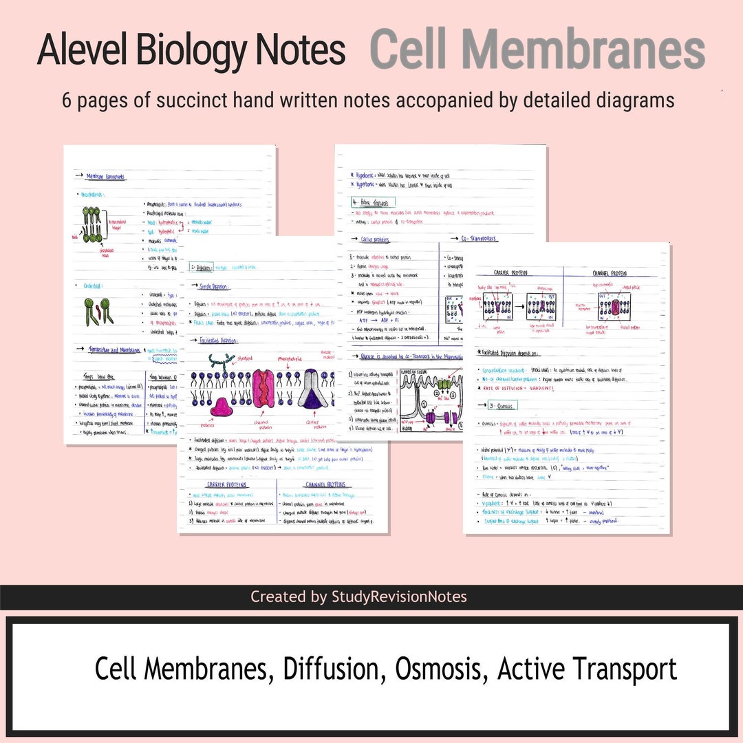 Biology Notes: Cell Membranes - A* Student - Etsy