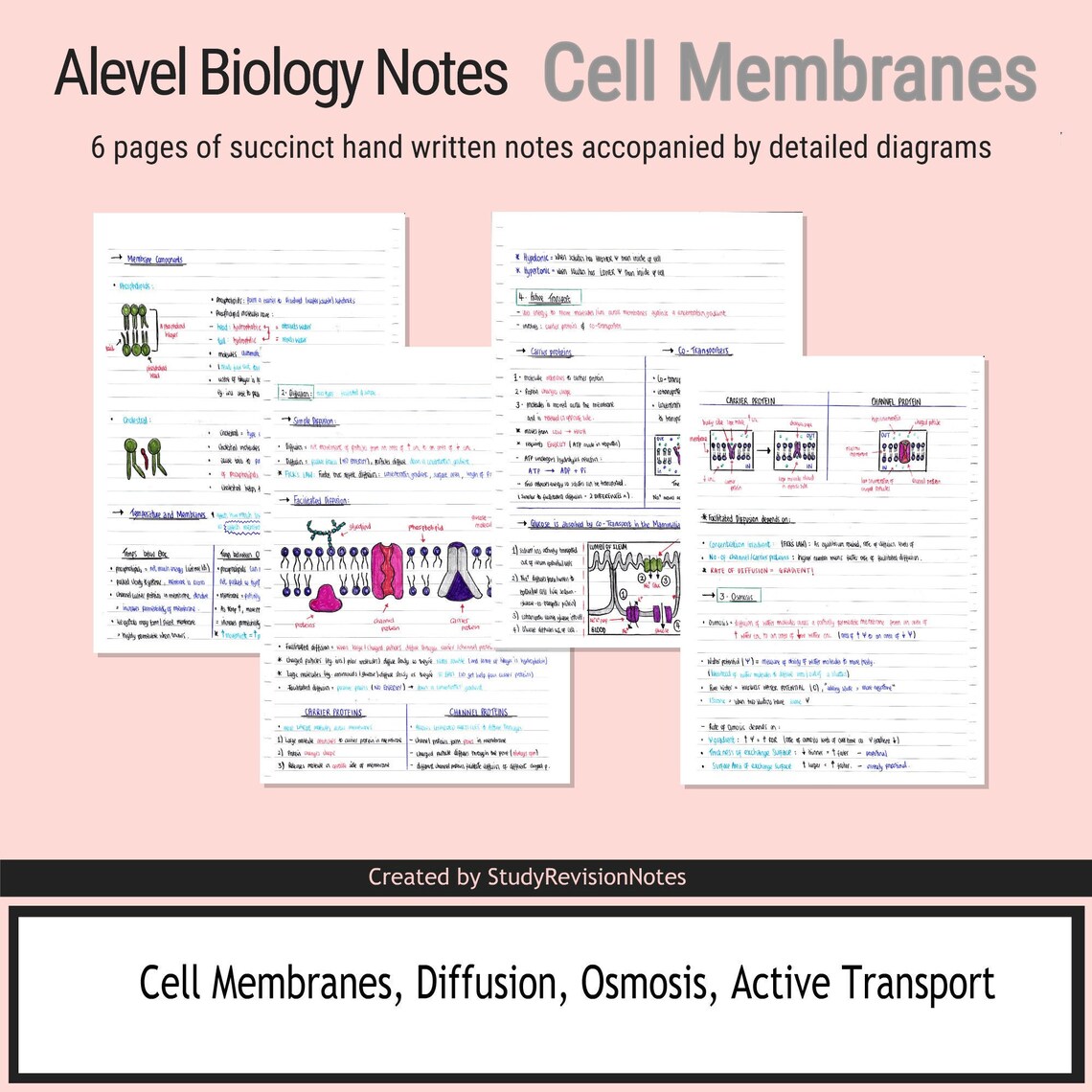 Biology Notes: Cell Membranes - A* Student - Etsy