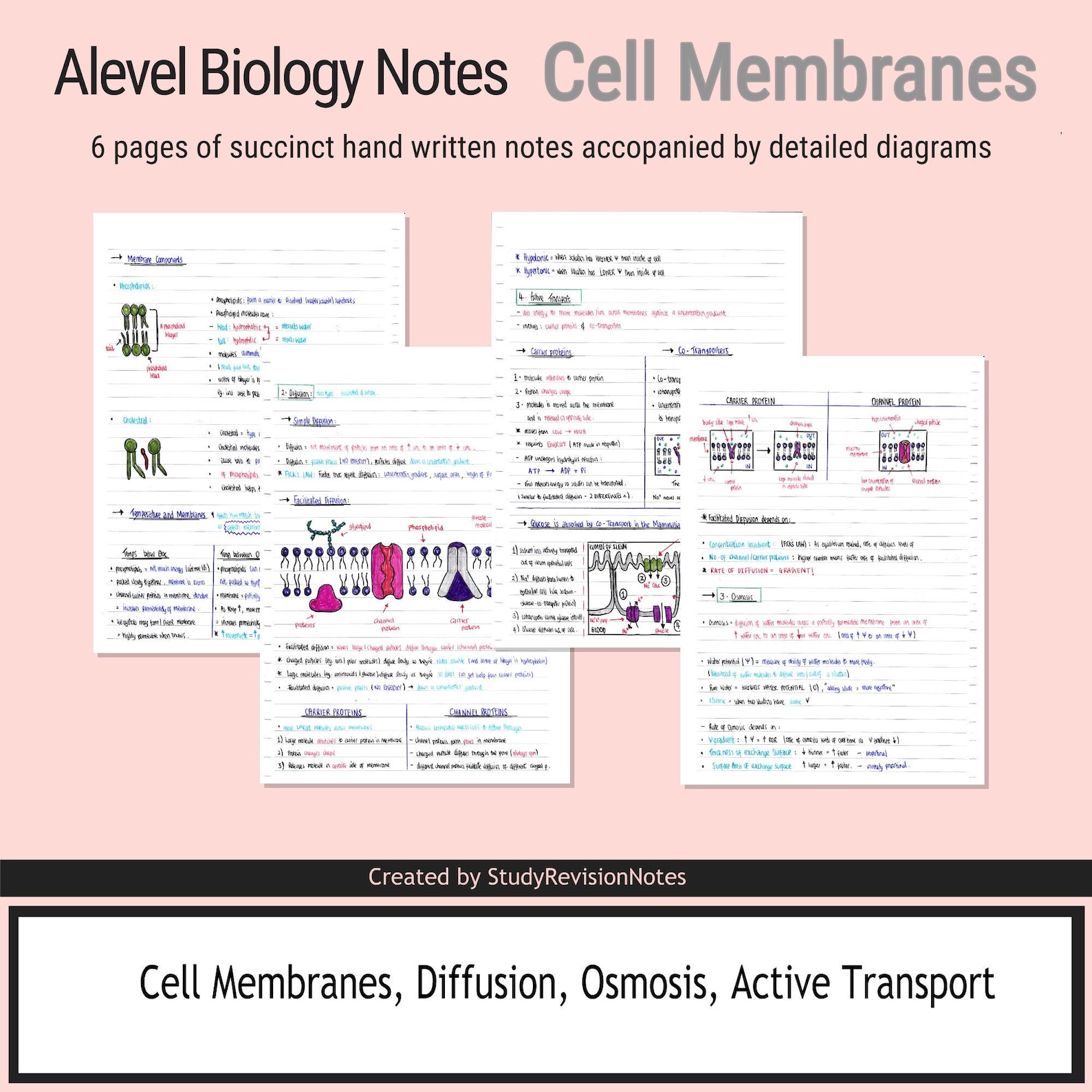 Biology Notes: Cell Membranes - A* Student - Etsy
