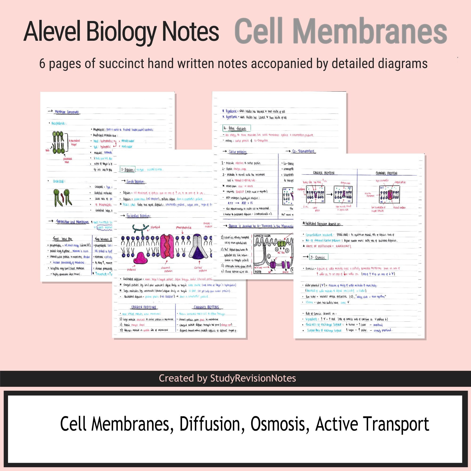 Biology Notes: Cell Membranes - A* Student - Etsy