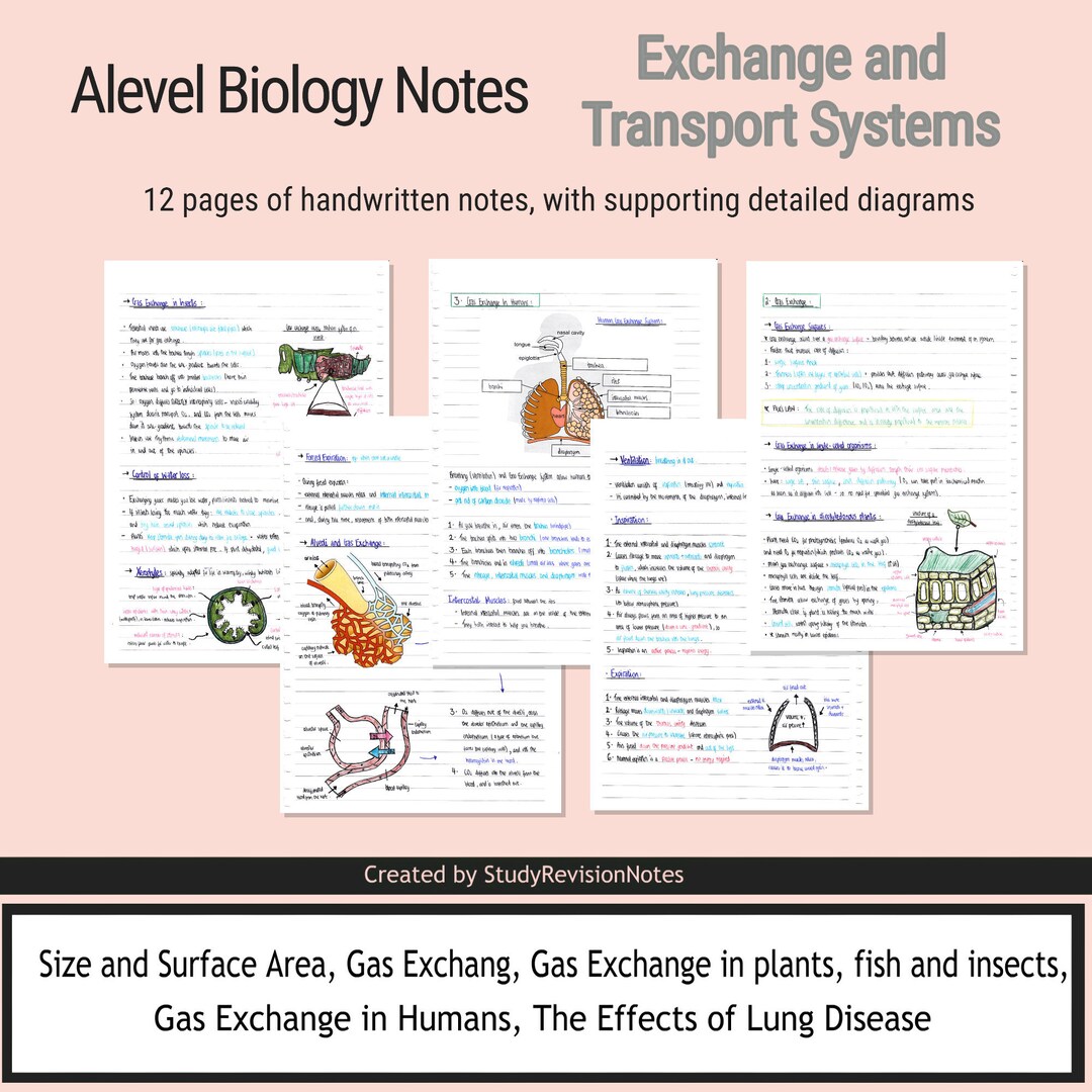 Biology Notes: Exchange and Transport Systems - A* Student - Etsy
