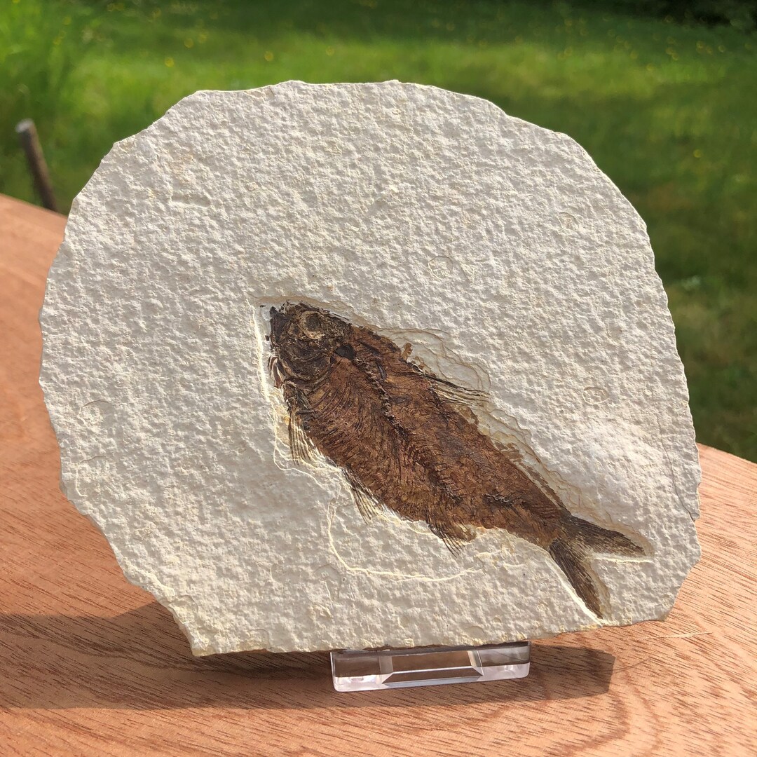 Fossilised Knightia Alta Fish From North America - Etsy