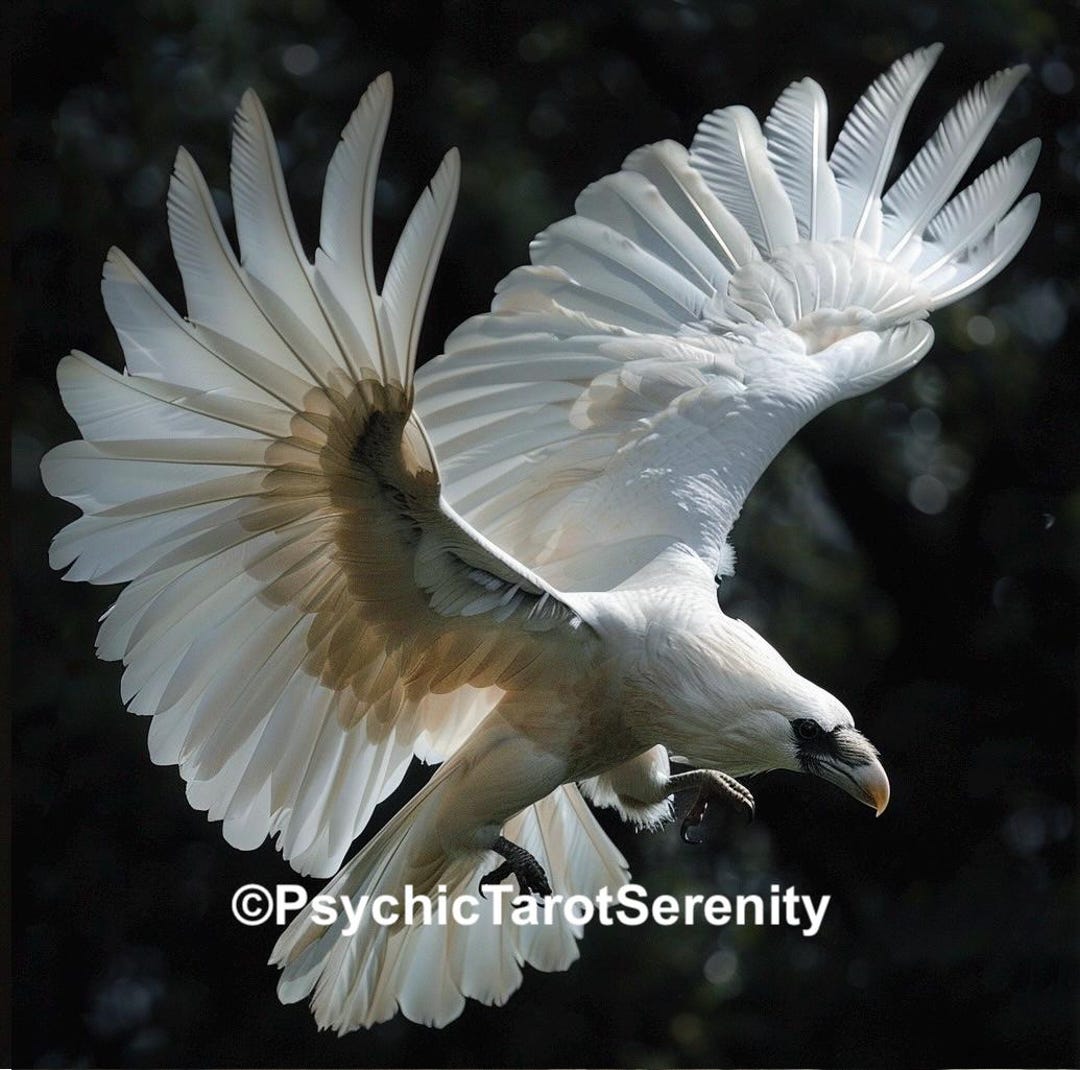 White Raven Spirit Companion. Distance Binding Psychic Growth Claire ...