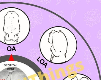 Fetal Position Wheel - Classic - Digital Download PDF - Etsy
