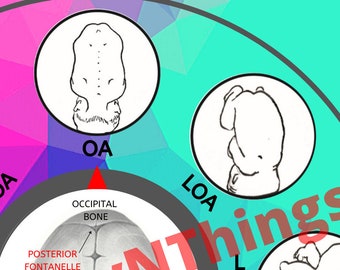 Fetal Position Wheel - Classic - Digital Download PDF - Etsy
