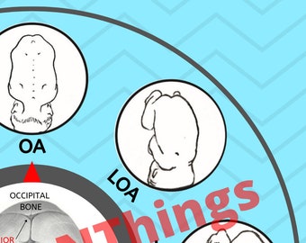 Fetal Position Wheel - Classic - Digital Download PDF - Etsy