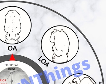 Fetal Position Wheel 90s Digital Download PDF - Etsy
