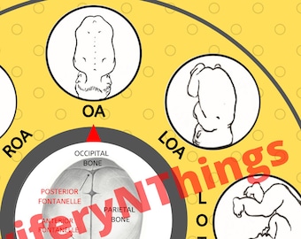 Fetal Position Wheel classic Digital Download PDF - Etsy