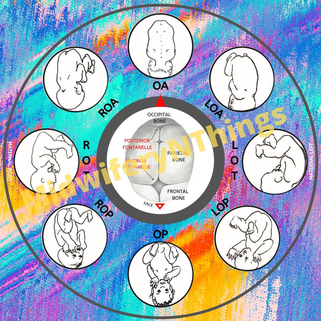 Fetal Position Wheel - 90s - Digital Download PDF - Etsy