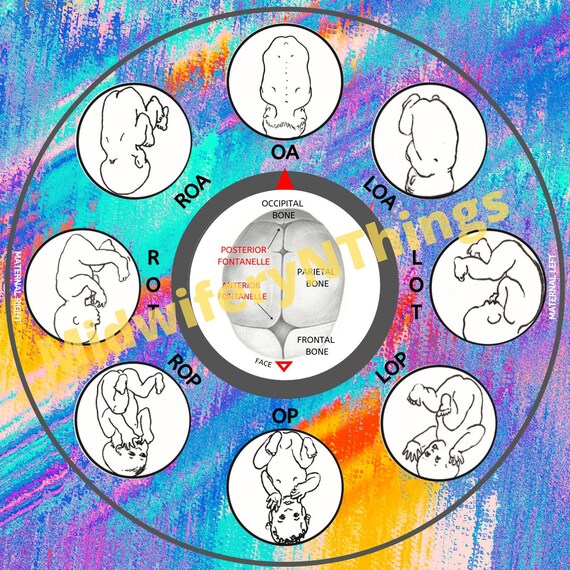 Fetal Position Wheel 90s Digital Download PDF | Etsy