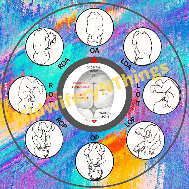 Fetal Position Wheel - 90s - Digital Download PDF - Etsy