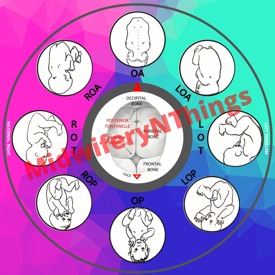 Fetal Position Wheel - Rainbow - Digital Download PDF - Etsy