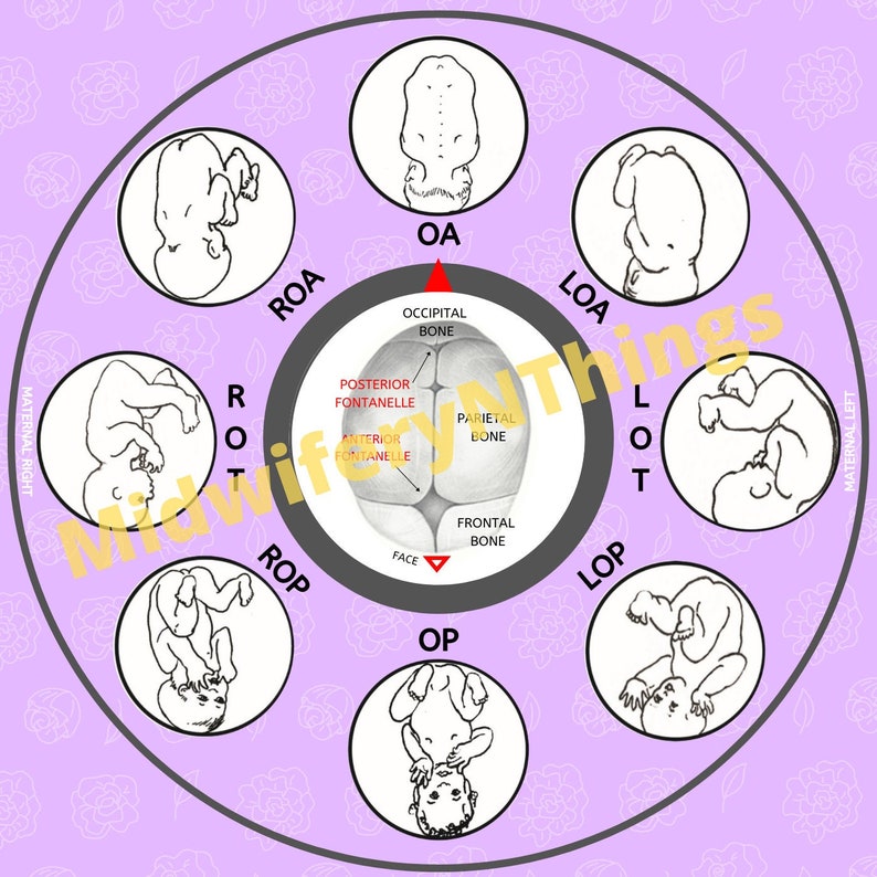 Fetal Position Wheel - Floral - Digital Download PDF - Etsy UK