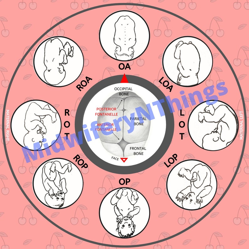 Fetal Position Wheel - Cherry- Digital Download PDF - Etsy