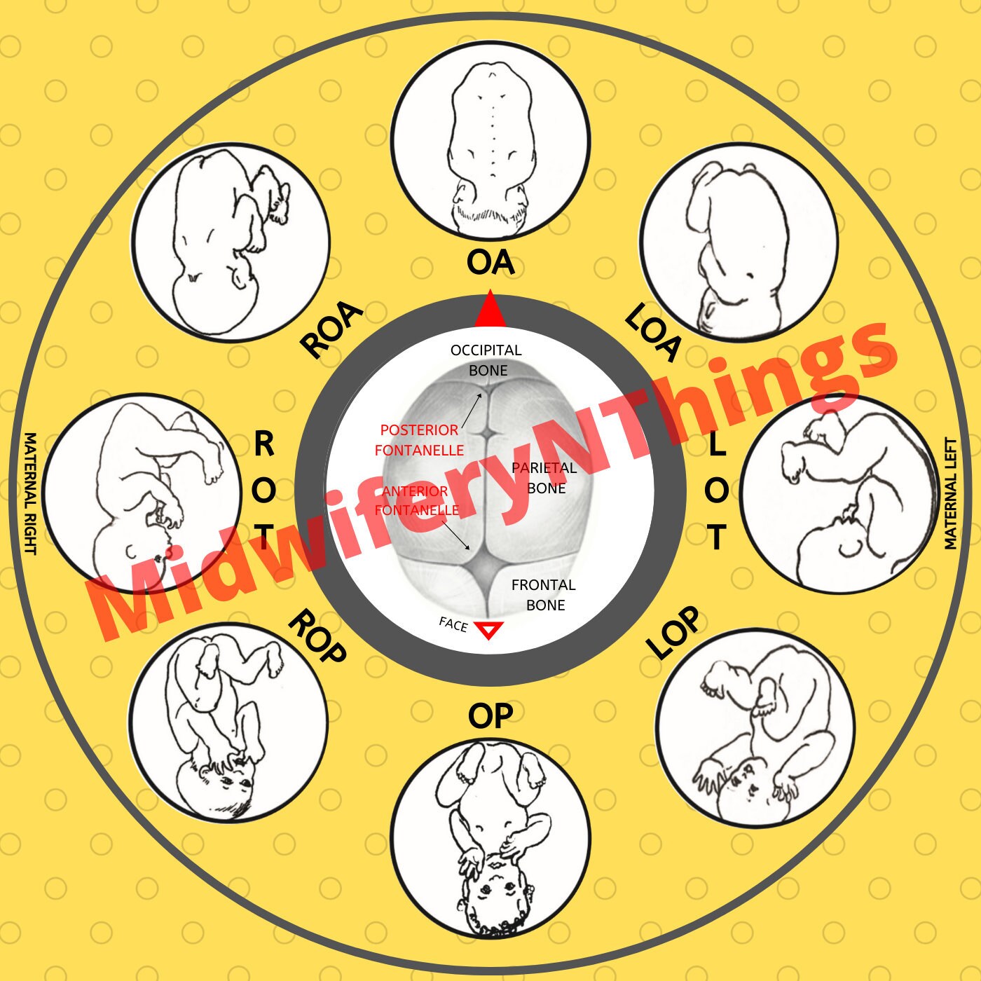 Fetal Position Wheel - Polka - Digital Download PDF - Etsy