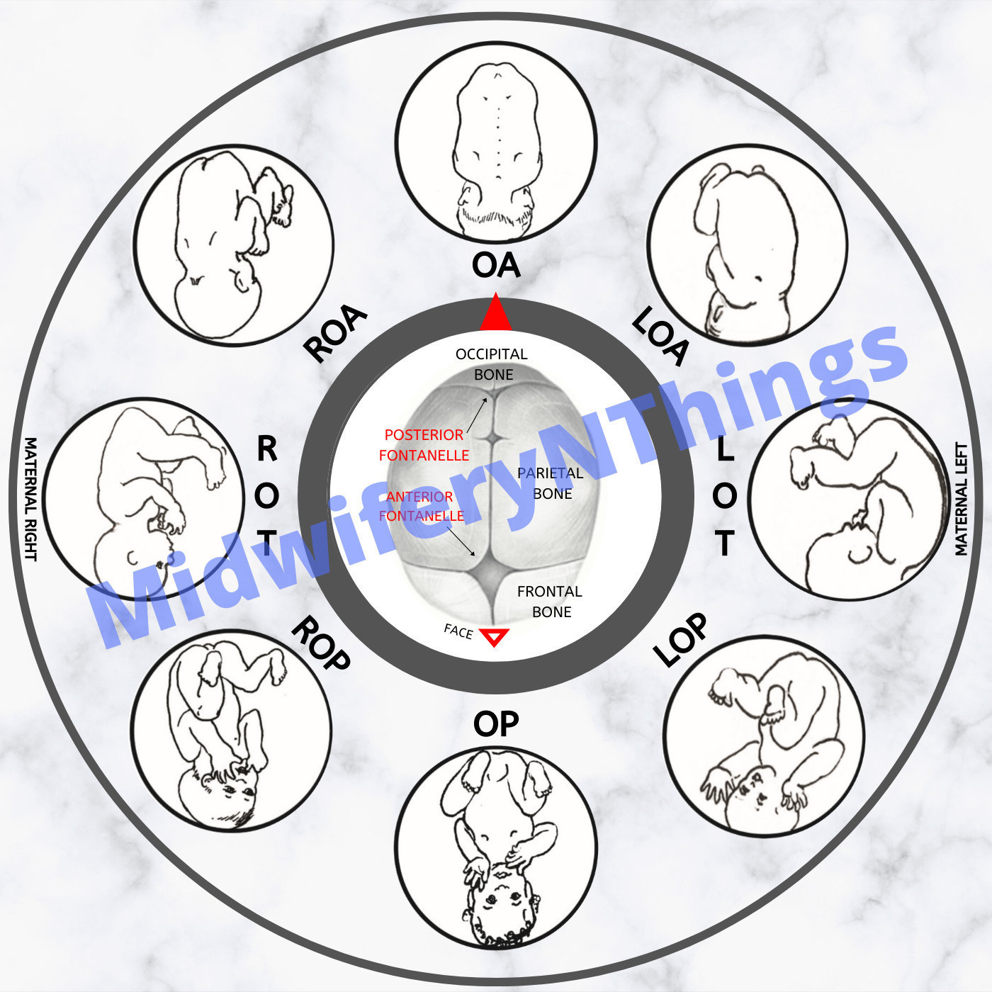 Fetal Position Wheel Classic Digital Download Pdf Etsy