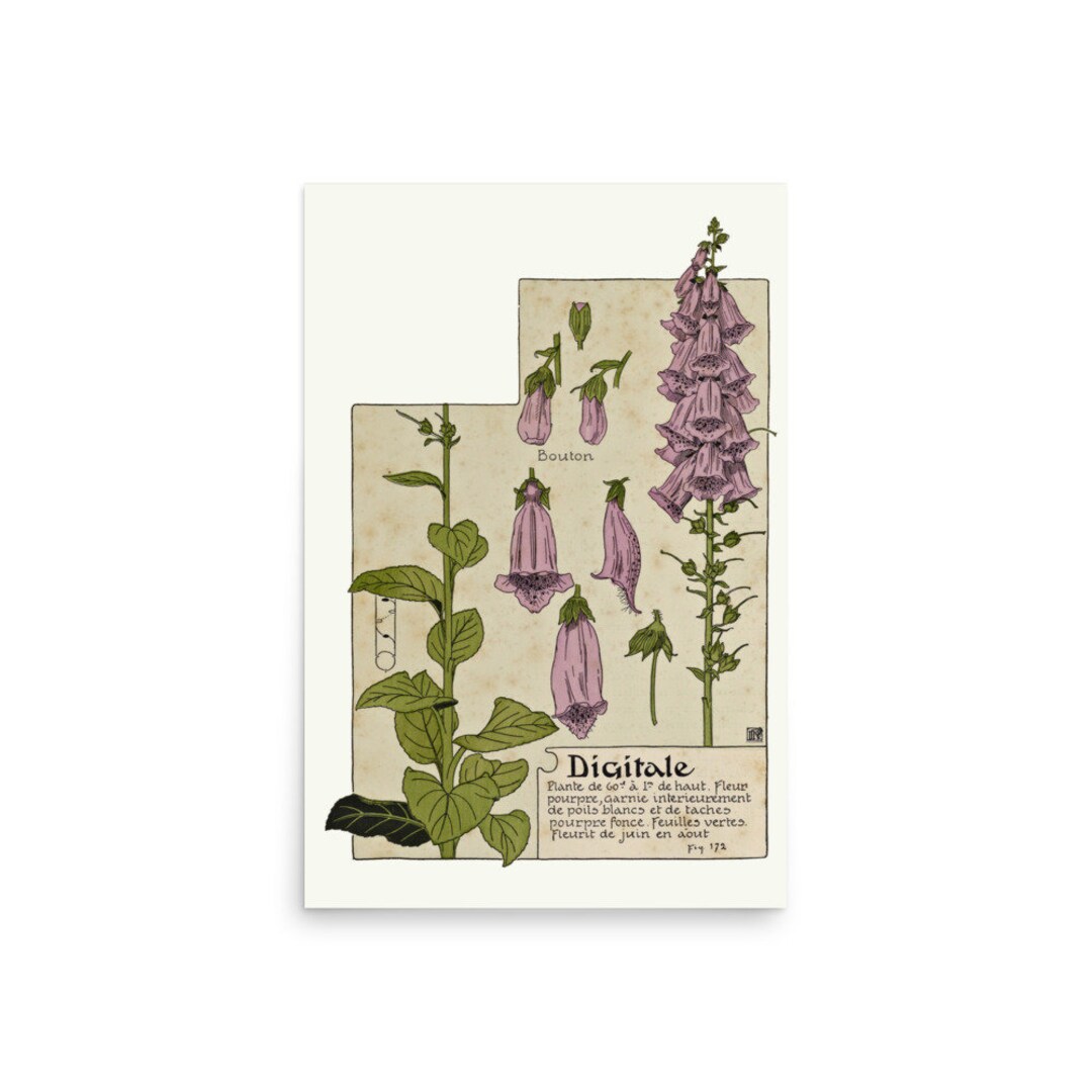 Vintage Purple Foxglove Botanical Digitalis Retro Art Nouveau Print ...