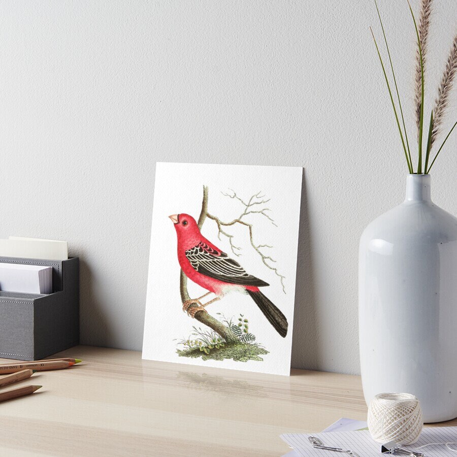 Red Bird Svg Digital File PNG 300 DPI Printable High - Etsy