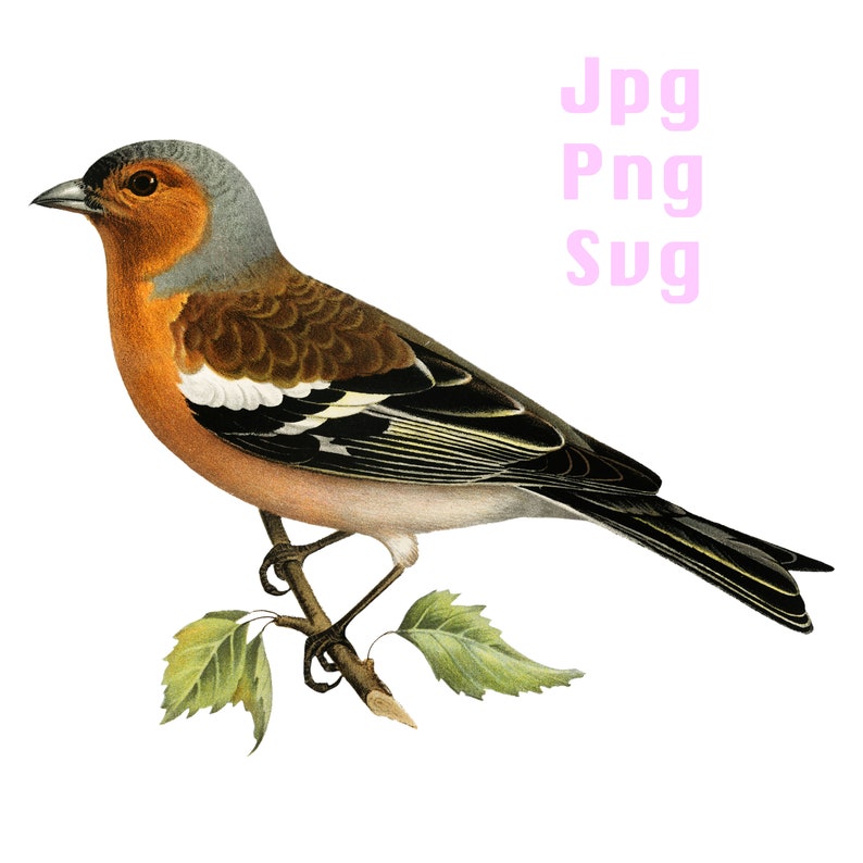 Common Chaffinch Male Bird , PNG, SVG, JPG, Digital Download, Hd, High ...