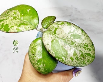 Hoya Joy Splash - Etsy