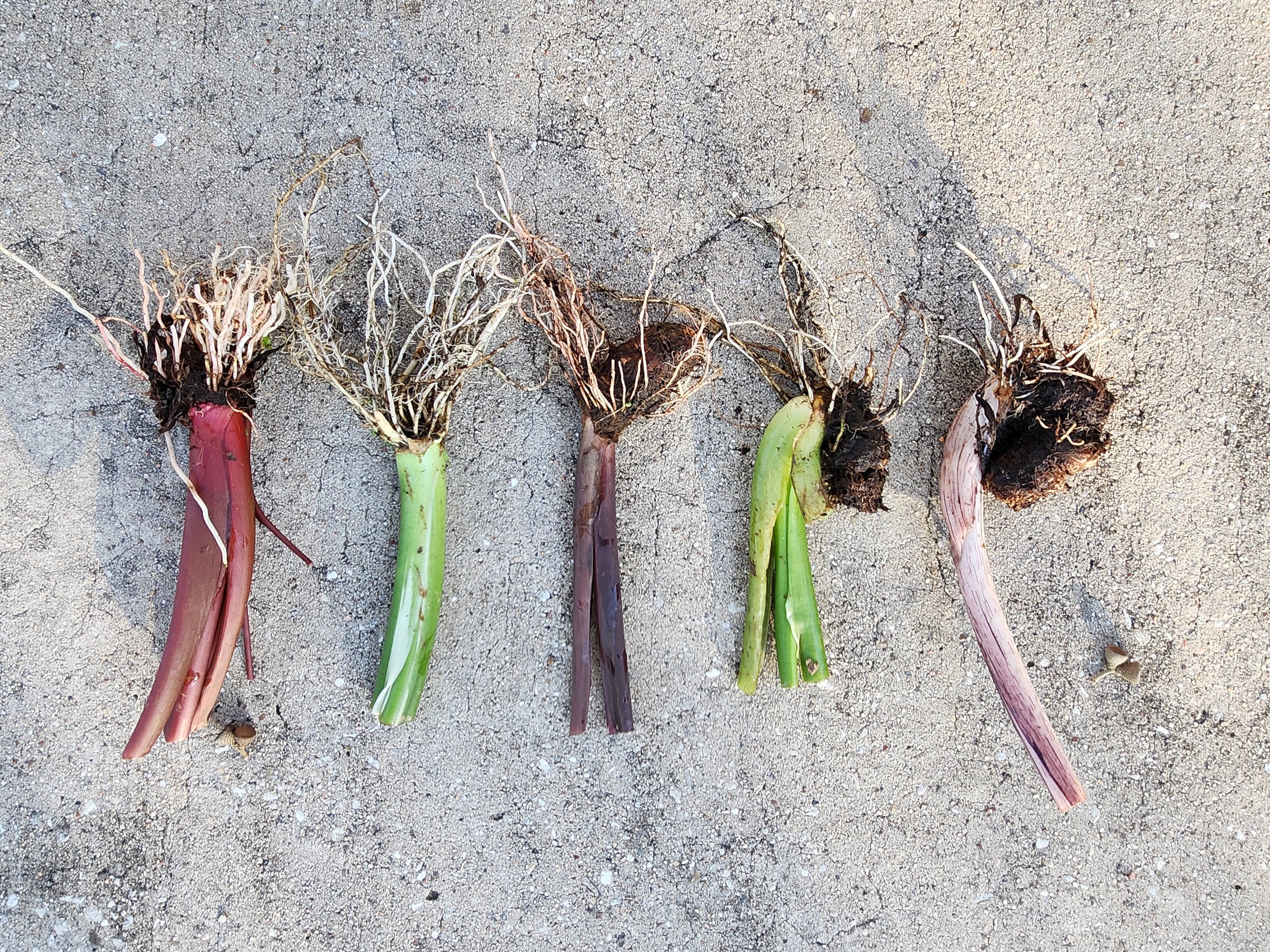FIVE BULBS Coffee Cup Elephant Ear Colocasia Esculenta - Etsy