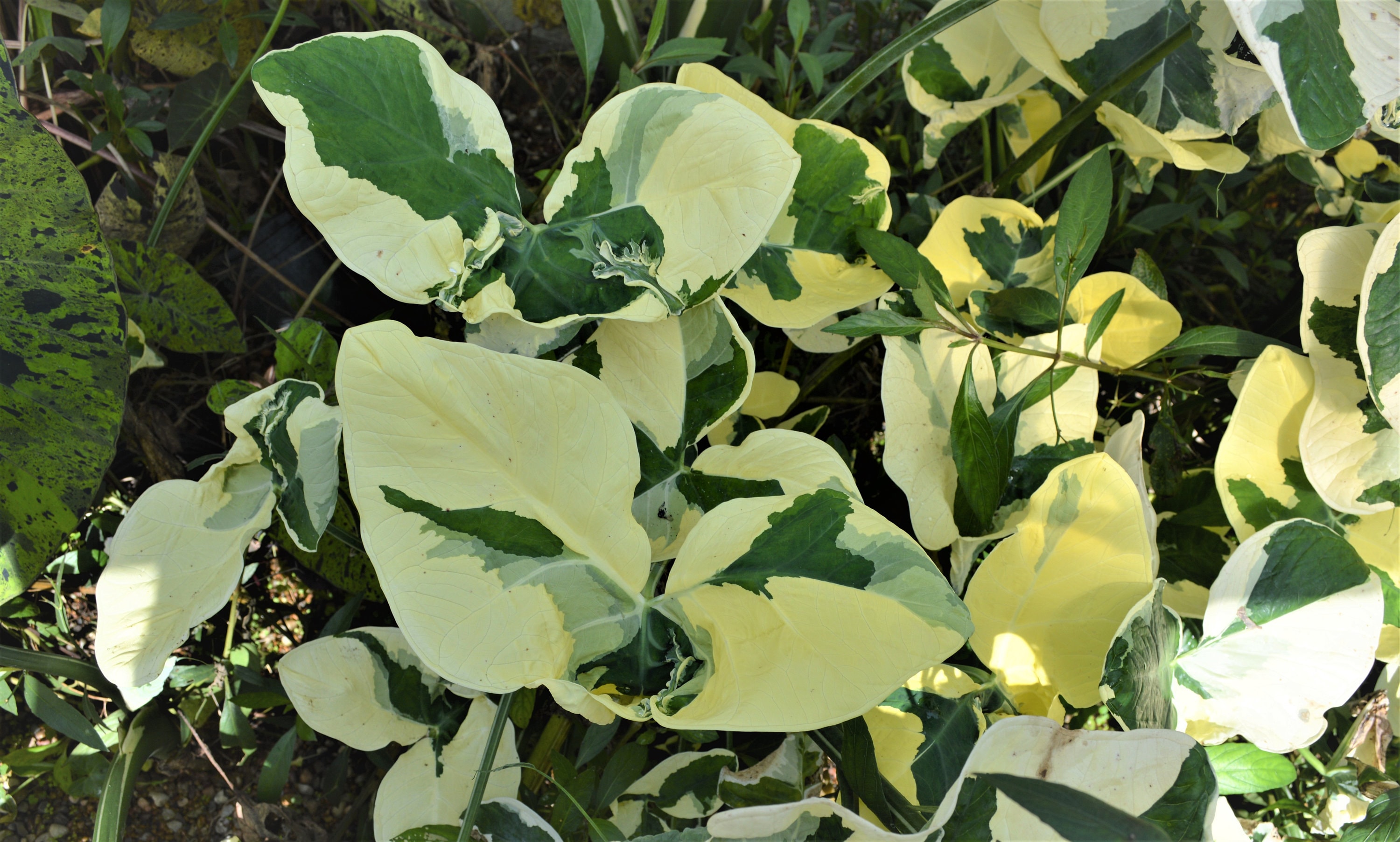 Mickey Mouse Elephant Ear Alocasia Xanthosoma - Etsy