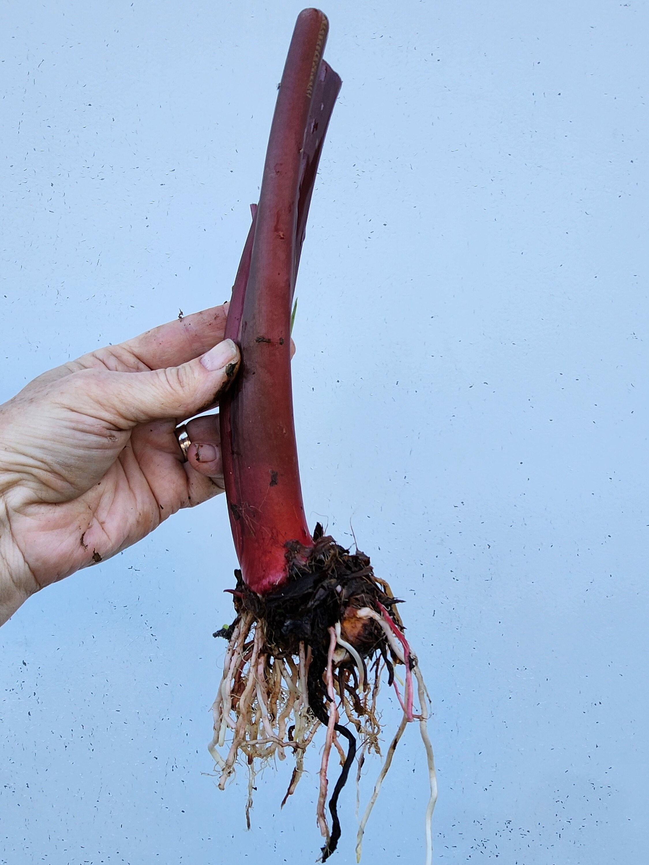 FIVE BULBS Coffee Cup Elephant Ear Colocasia Esculenta - Etsy