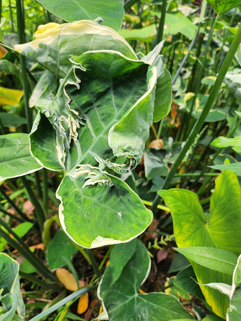 Mickey Mouse Elephant Ear Alocasia Xanthosoma - Etsy