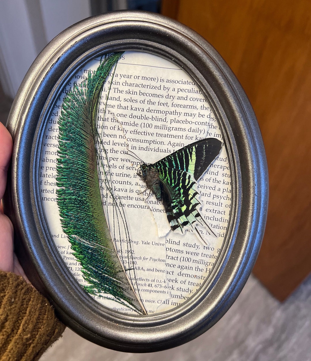 Uranius Leila Moth Specimen Butterfly Taxidermy Insect - Etsy