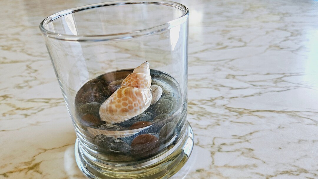 Real Sea Shell and Rocks in Round Glass Terrarium - Sealed With Resin ...